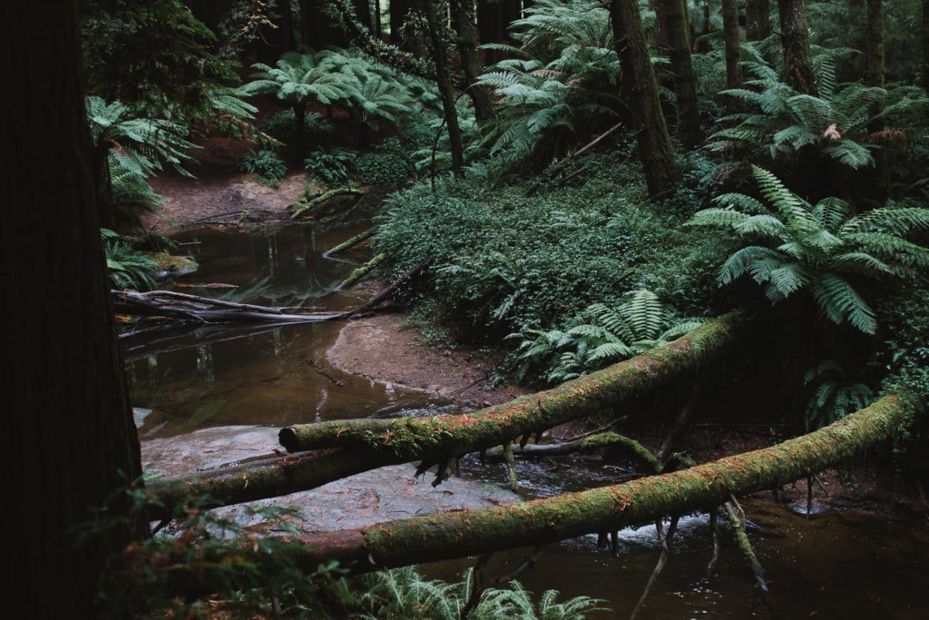 Otways Redwood Plantation - Paul Benjamin Photography